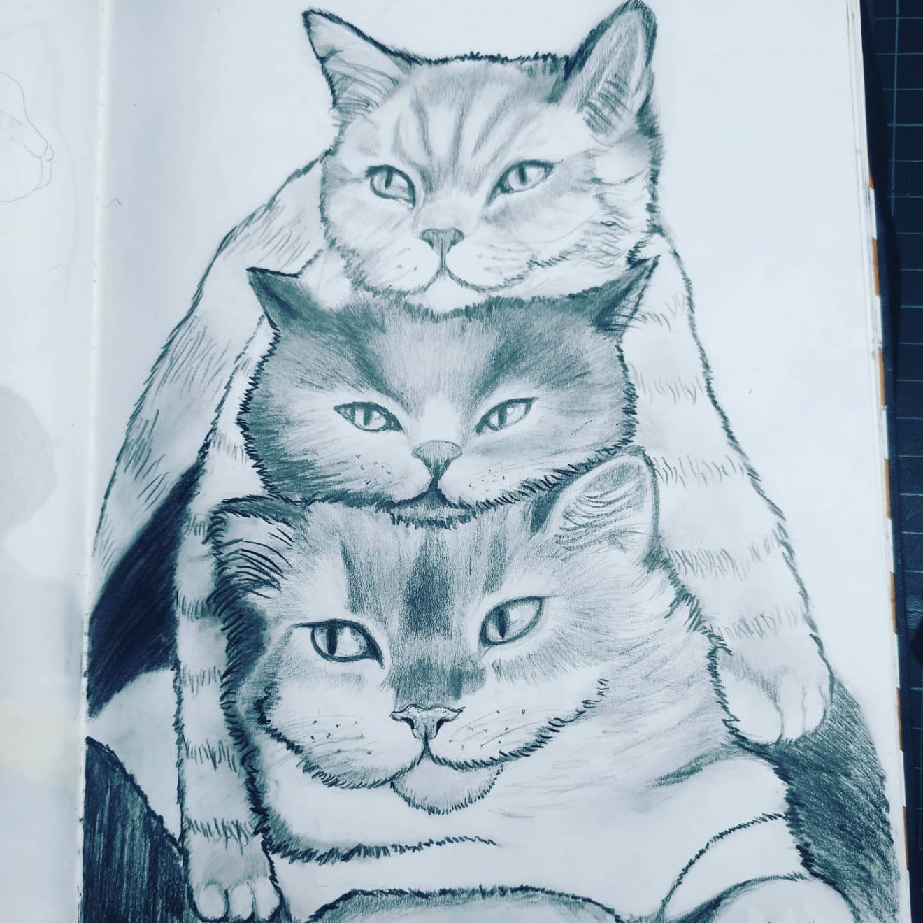 Gatos En Lápiz Proceso Litca Design